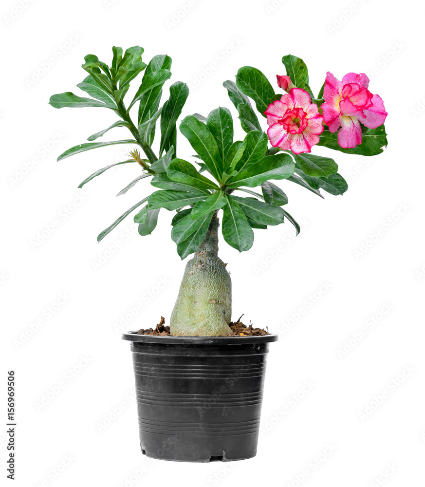 tree adenium on black pot isolated Stock Photo | Adobe Stock