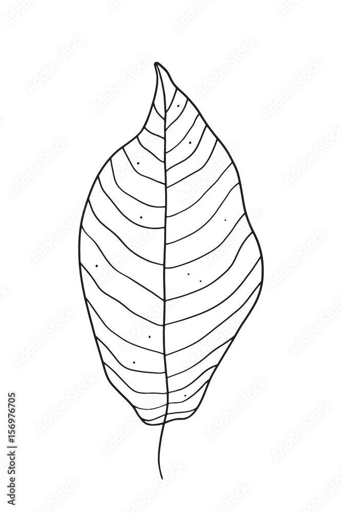Hand drawn leaf line art on the white background Stock Illustration ...