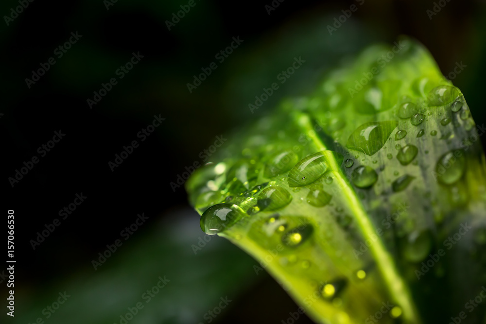 Greenery is colour of the year 2017, After the rain drop on the leaf ...