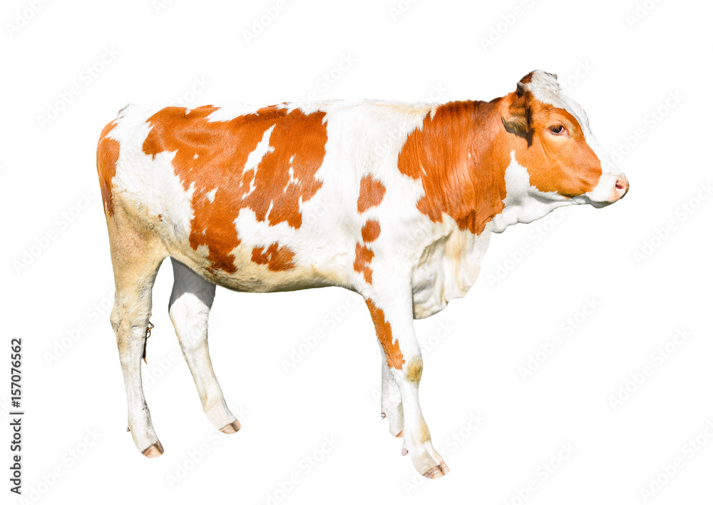Beautiful young red and white spotted cow isolated on white. Funny red ...