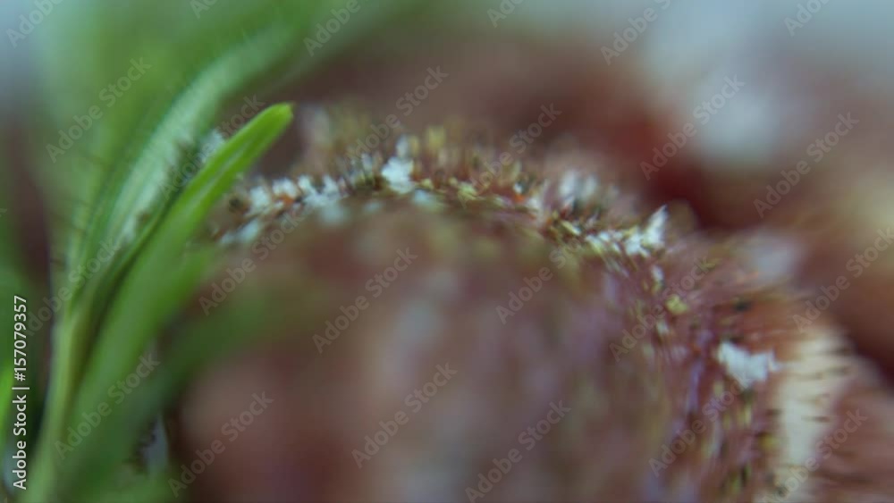 Camera follows spices flying after being exploded against white ...