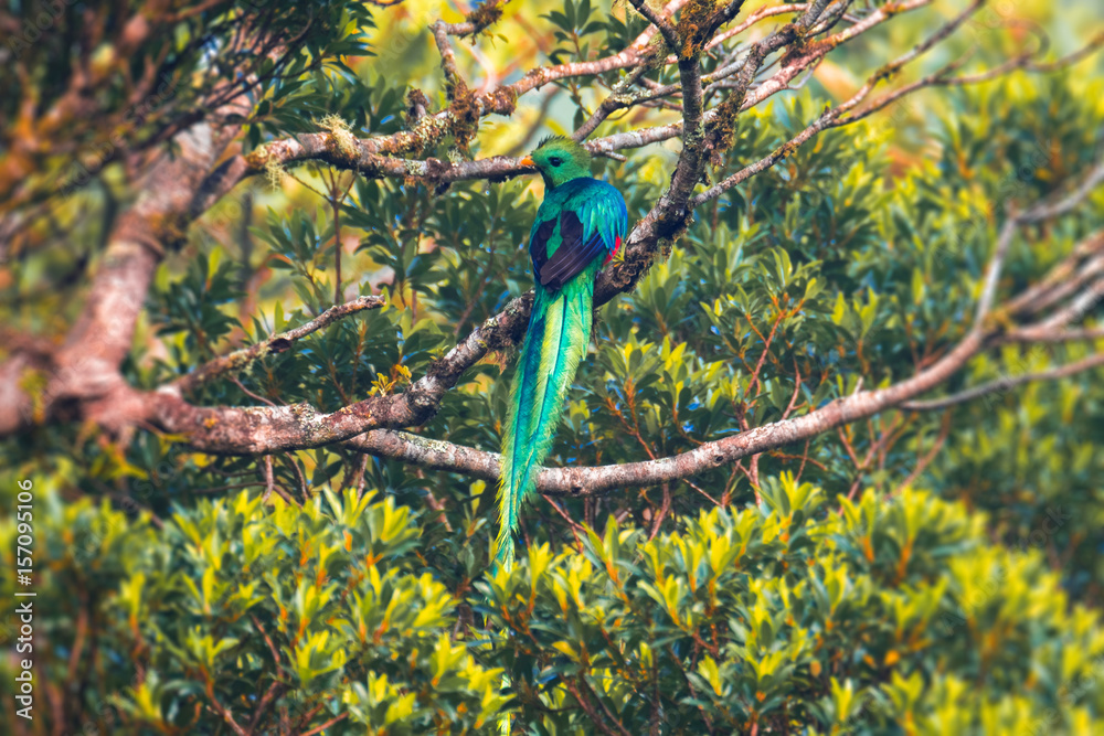 Male of resplendent quetzal (Pharomachrus mocinno) on the tree. Costa ...