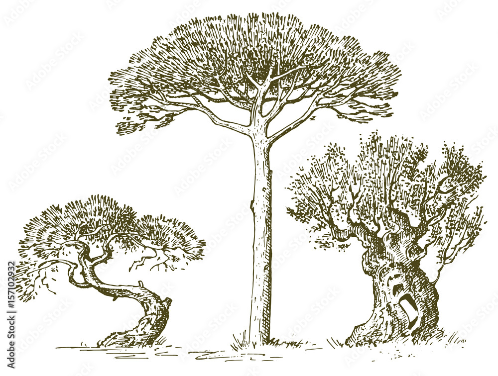 Italian Cypress Tree Drawing