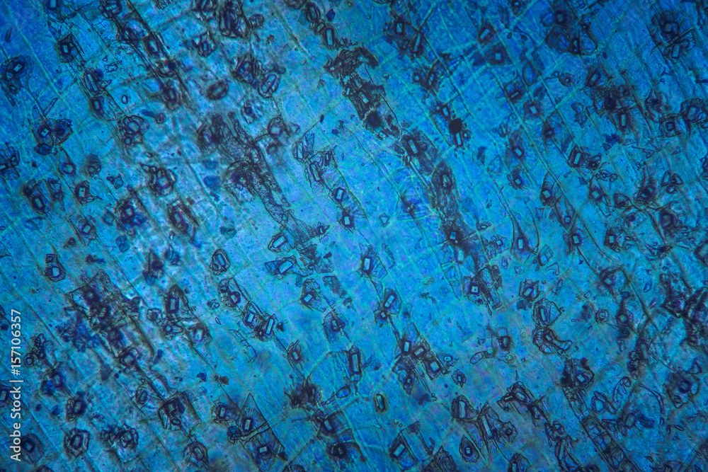 Colorful salt grains under microscope. Extreme salt closeup ...