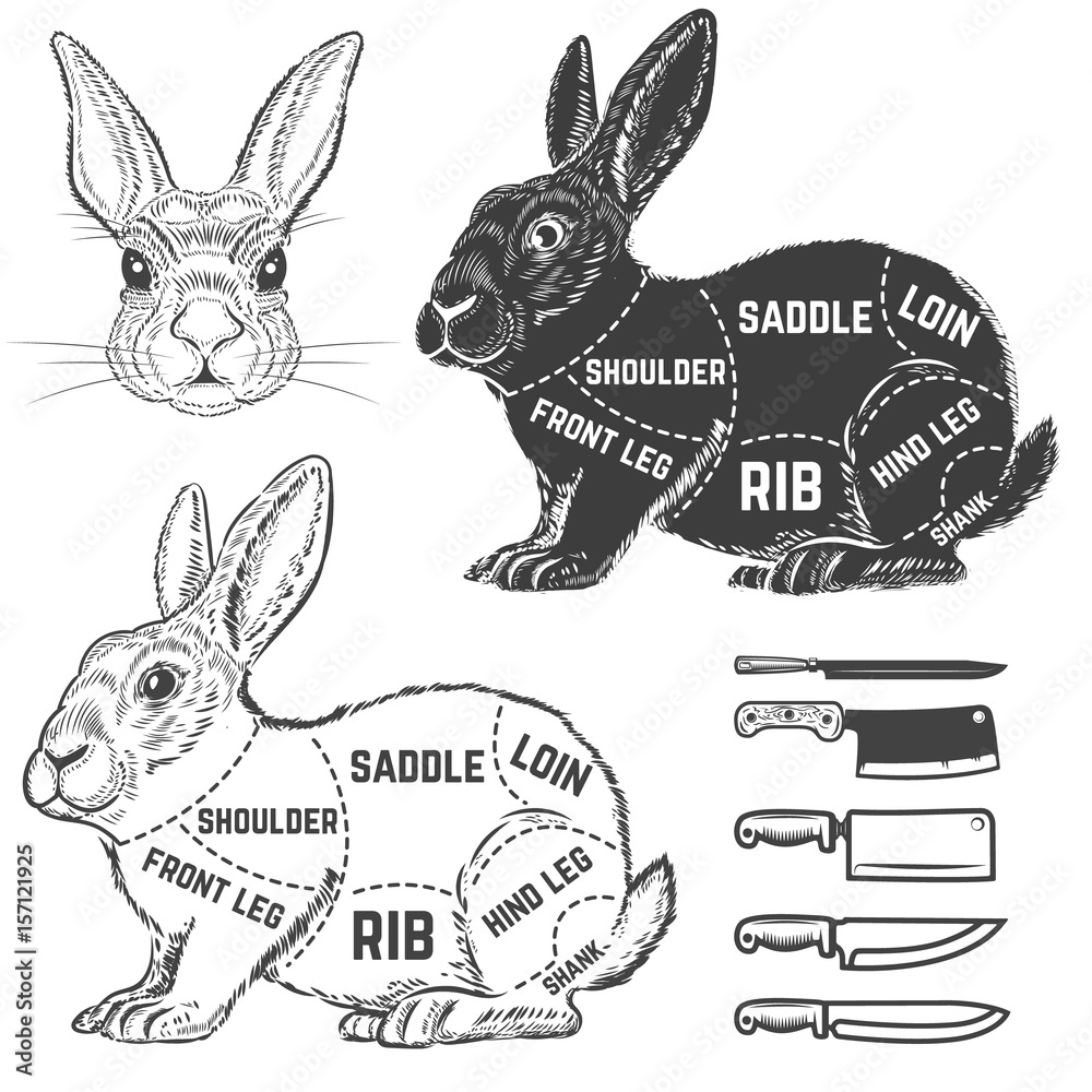 Rabbit butcher diagram. Design element for poster, menu. Vector ...
