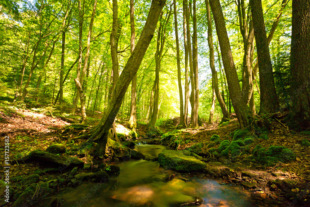 Wald mit Bach Stock-Foto | Adobe Stock