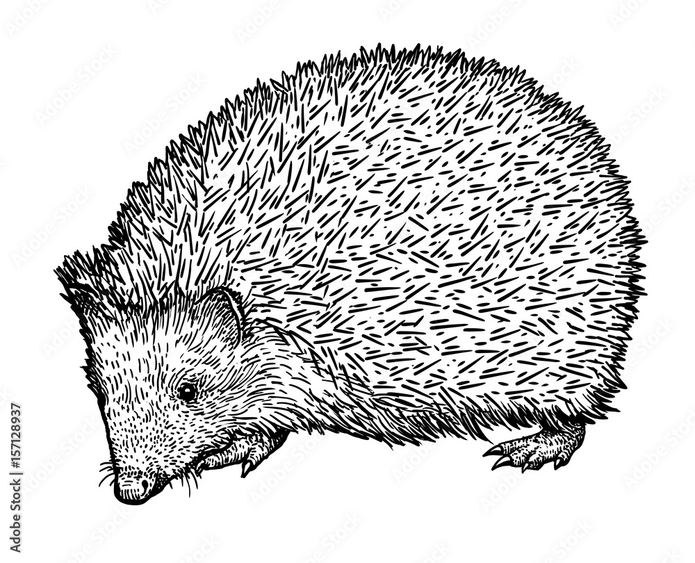 Hedgehog illustration, drawing, engraving, ink, line art, vector Stock ...