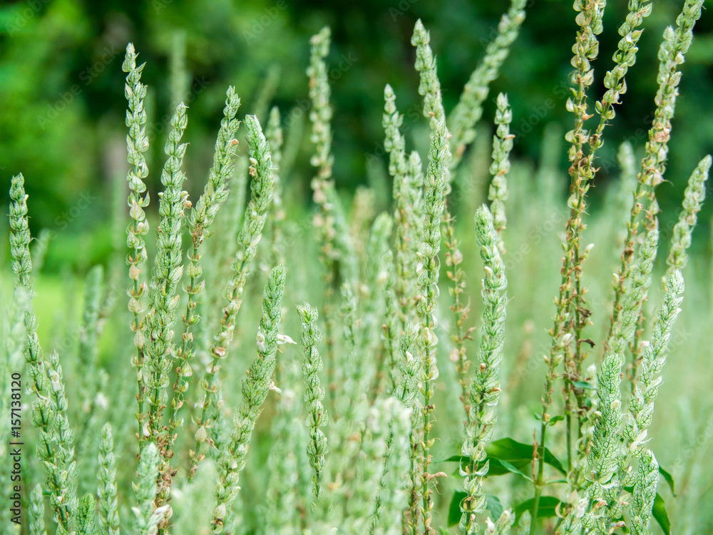 beautiful green White Shrim Plant, Squirrel’ Tails in the garden , herb ...