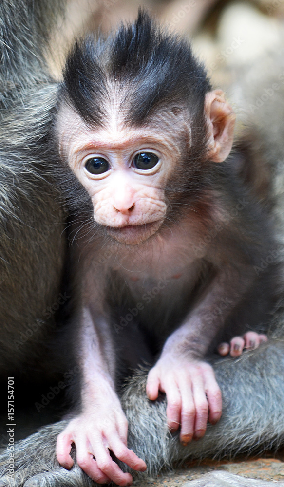 Newborn Baby Monkeys