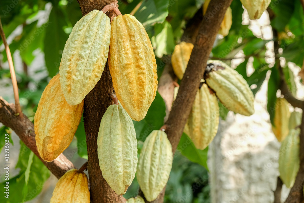 Cocoa tree with pods.Used as food and drink. Stock Photo | Adobe Stock