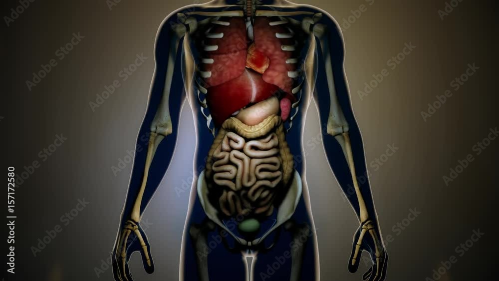 Healthy Internal Organs in a Transparent Human Body Anatomical 3D ...