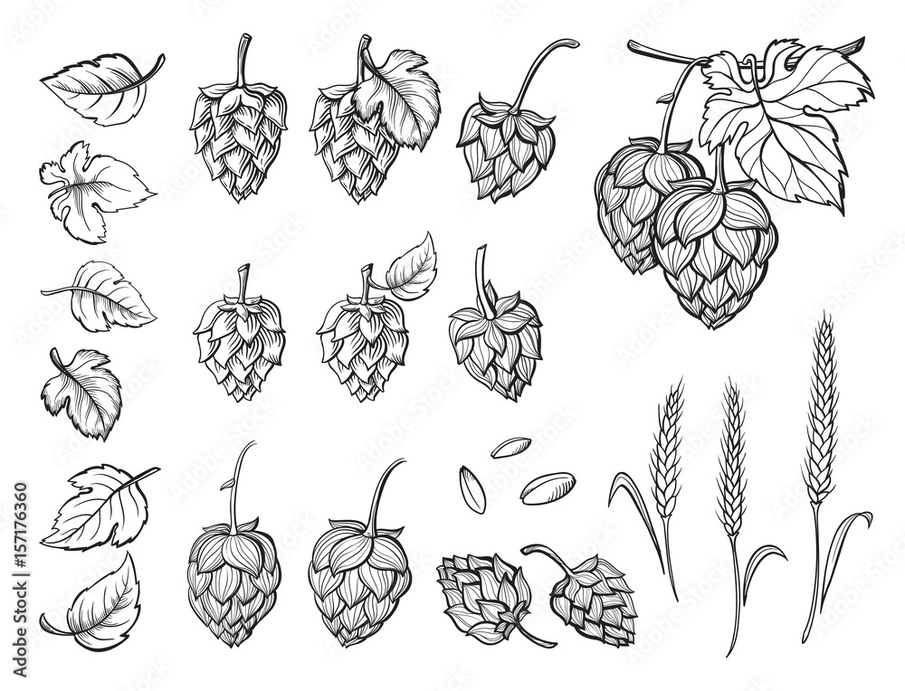Hand drawn engraving style Hops set. Common hop or Humulus lupulus ...