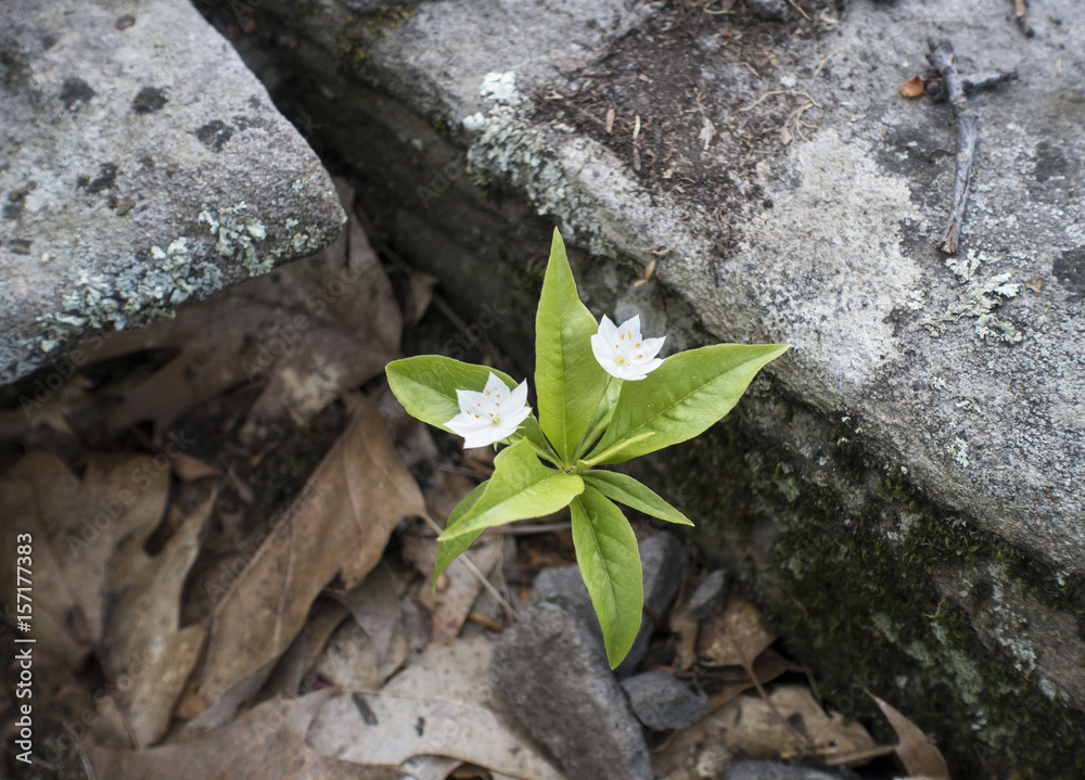 White Star Flowers in the Catskill Mountains Stock Photo | Adobe Stock