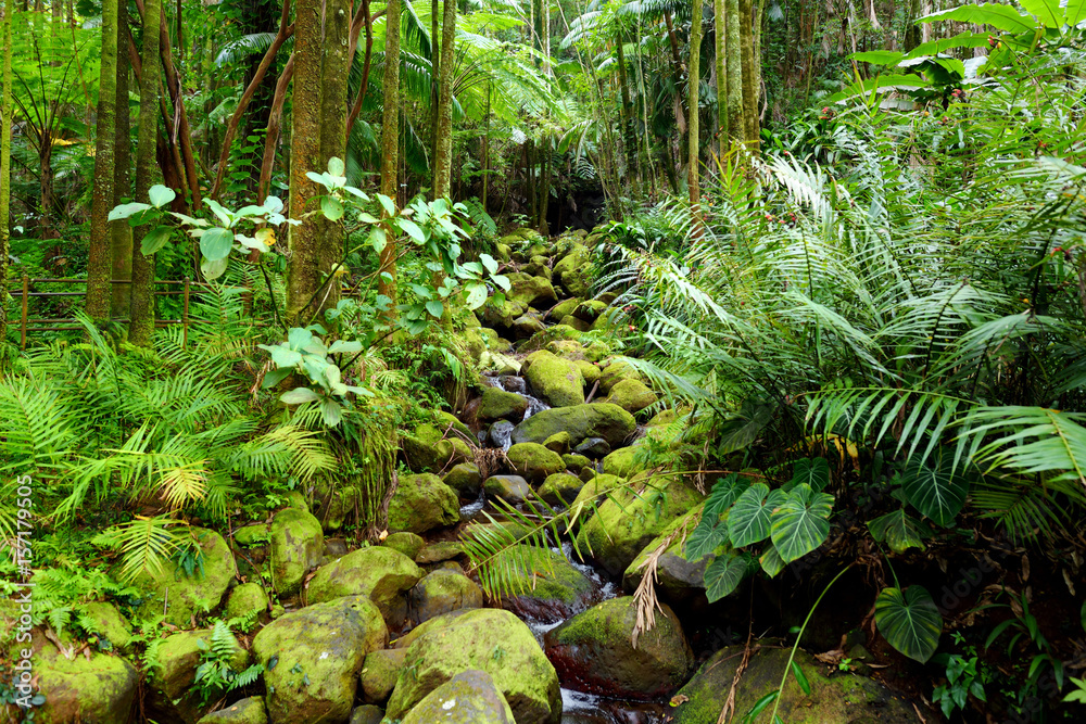 Lush tropical vegetation of the Hawaii Tropical Botanical Garden of Big ...