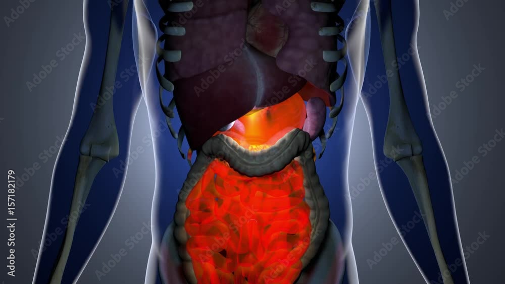 Human Body Organs and Transparent Small Intestine and Stomach Modern ...