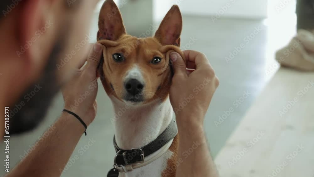 Owner plays with his pet, cute and intelligent purebred basenji dog ...