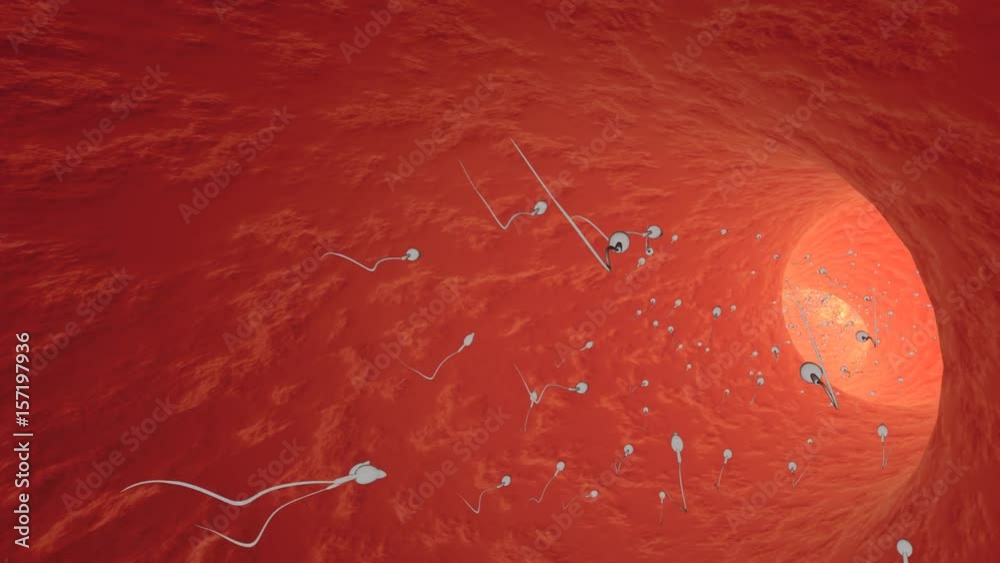 Many sperm cells. 3D rendered looping animation. Stock Video | Adobe Stock
