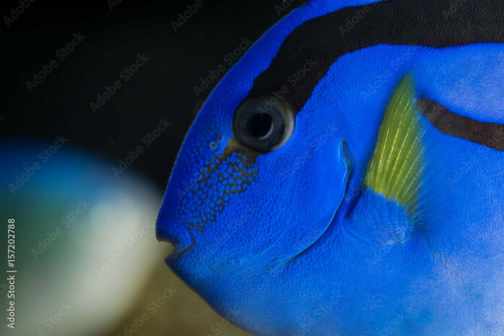 Blue marine tag fish in detail saltwater aquarium hippo tang Stock ...