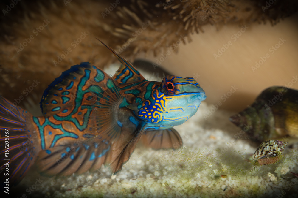 Asian chinese mandarin fish in saltwater aquarium with raised spike ...