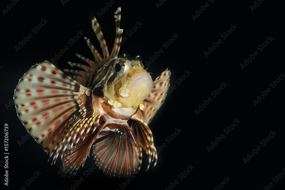 Scorpion dragon fish with black background. Lion fish with all spikes ...