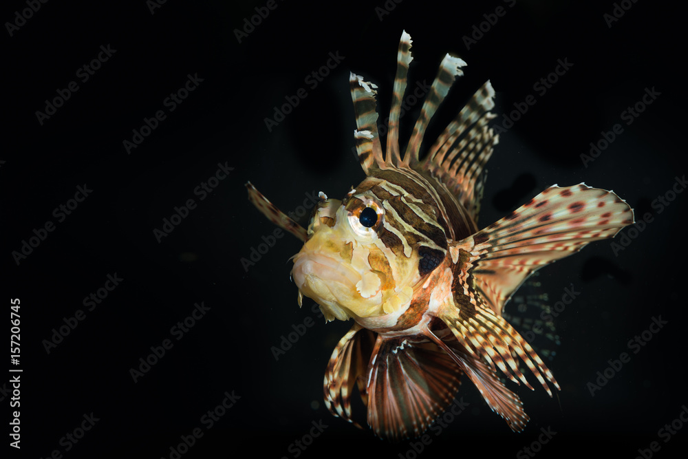 Dwarf fuzzy zebra Lion fish in fish tank isolated black background with ...