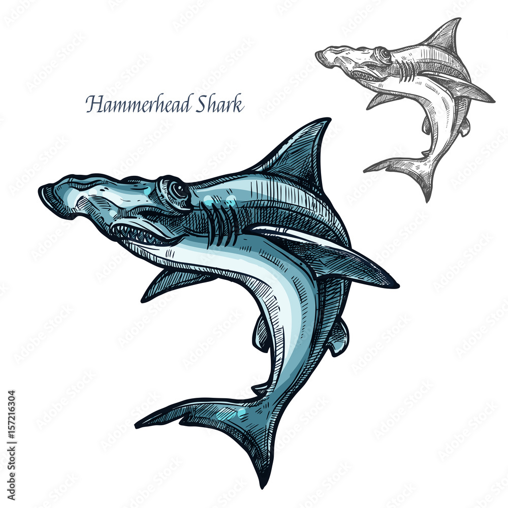 Hammerhead shark fish vector isolated sketch icon Stock Vector | Adobe ...