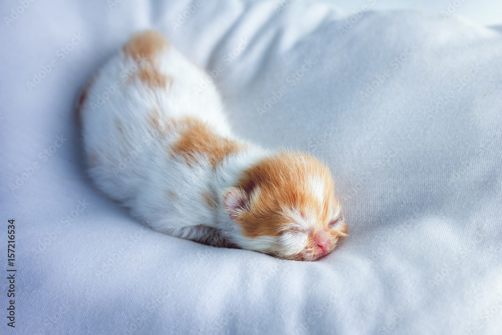 Newborn of Persian Cat.Cute Baby Kitten One Day Old Eyes Still.Cute ...