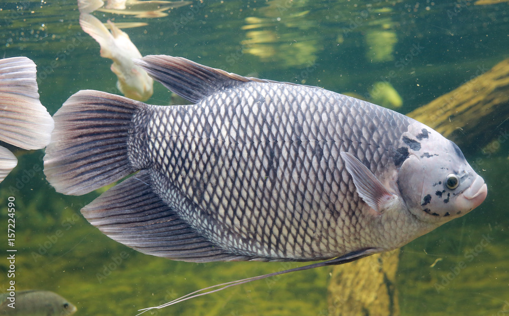 Giant gourami fish (Osphronemus goramy) swimming in a pond. Stock Photo ...