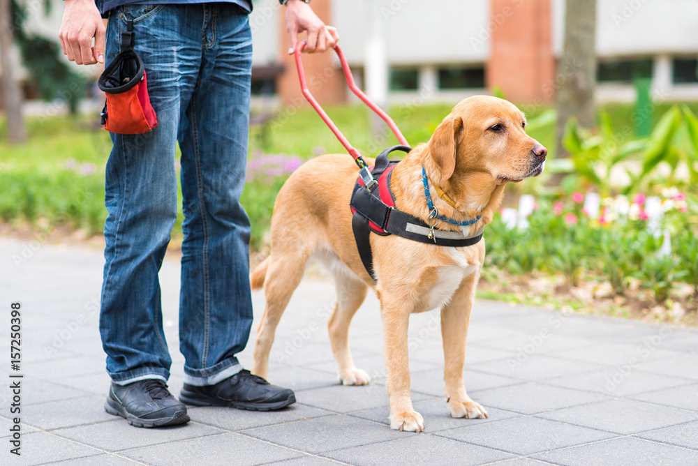 Guide dog is helping a blind man Stock Photo | Adobe Stock