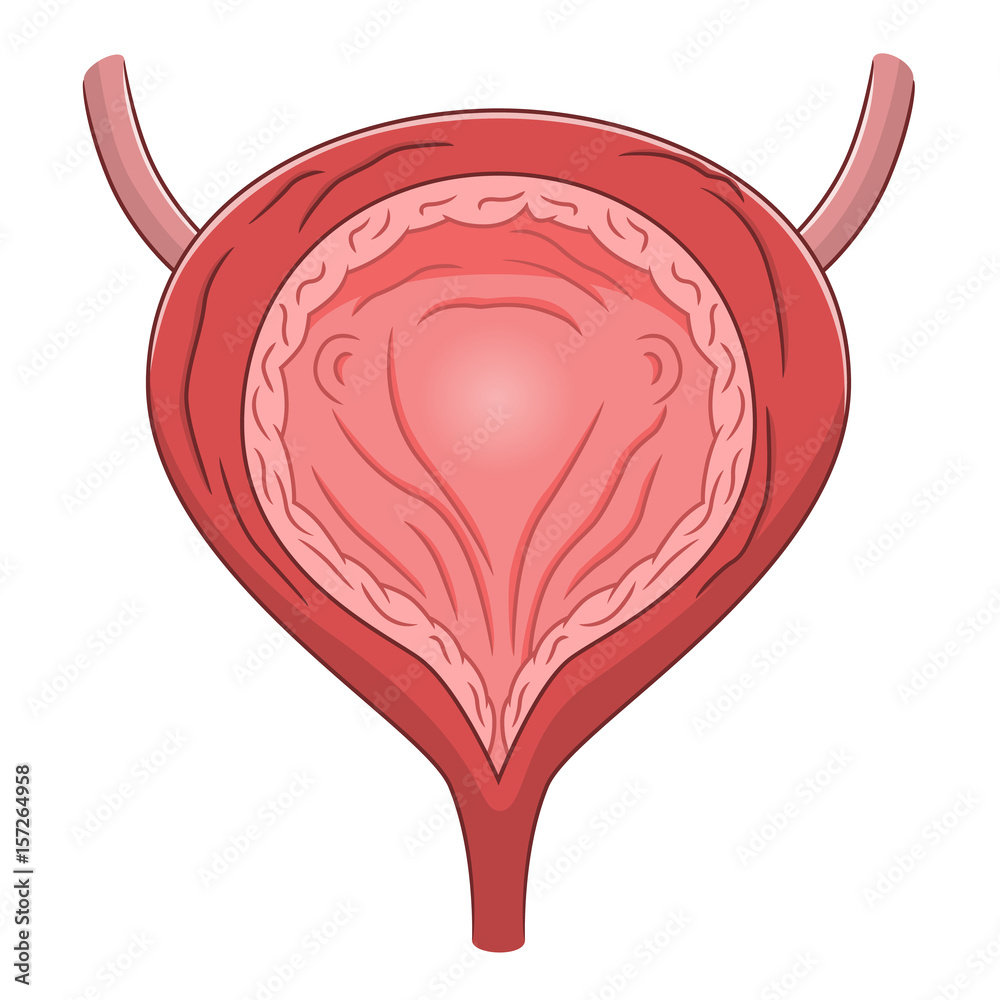 Bladder Stock Vector | Adobe Stock
