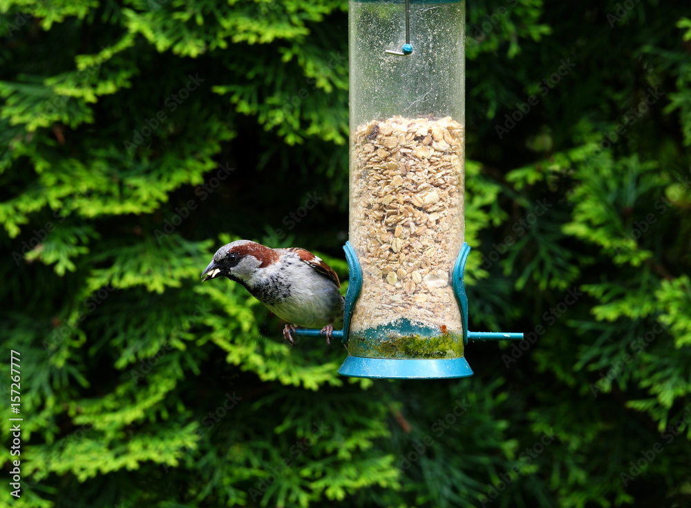 Sperling,Spatz,Futterspender Stock-Foto | Adobe Stock