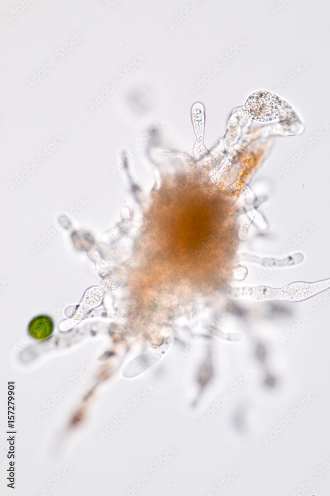 Amoebae move and feed by using pseudopods, which are bulges of ...