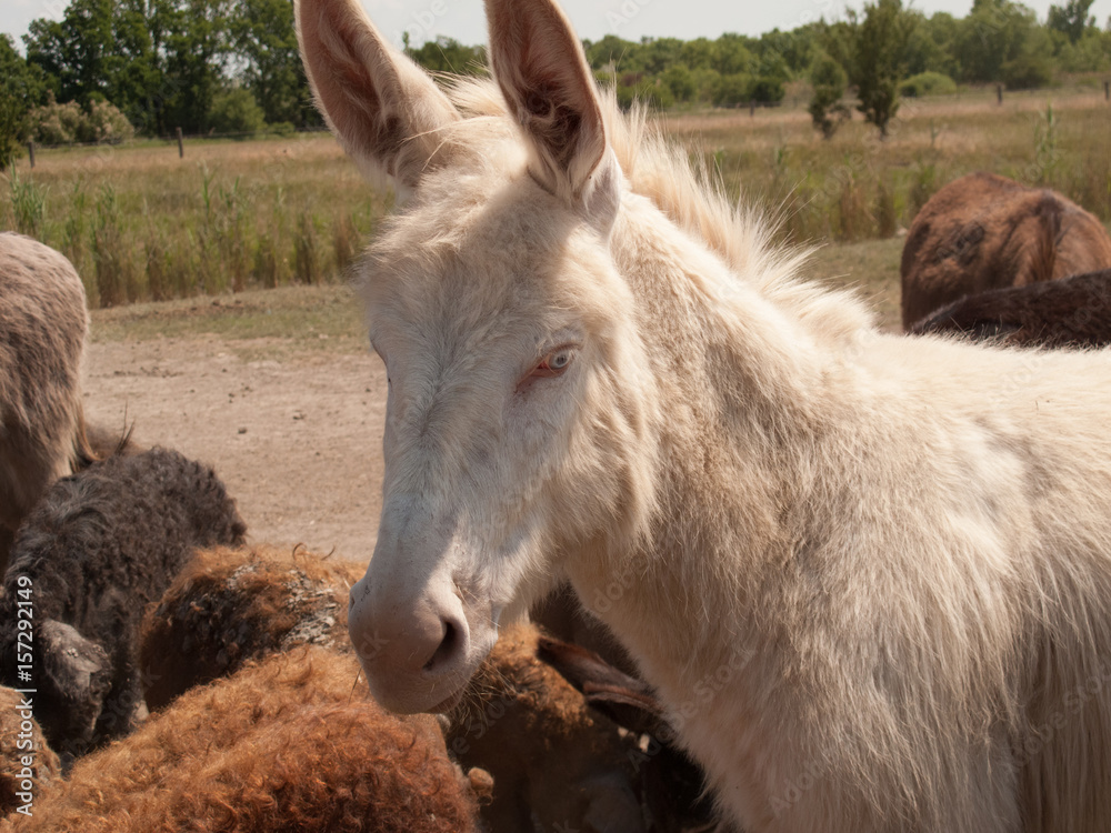 Esel (auch Albino) Stock Photo | Adobe Stock