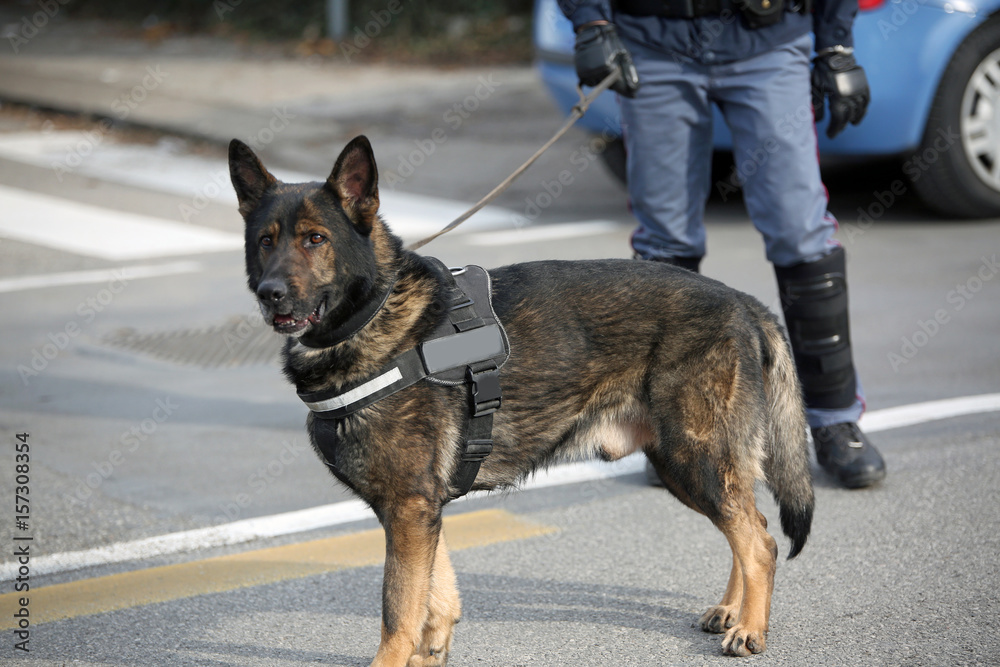 What Is A Police Dog Called