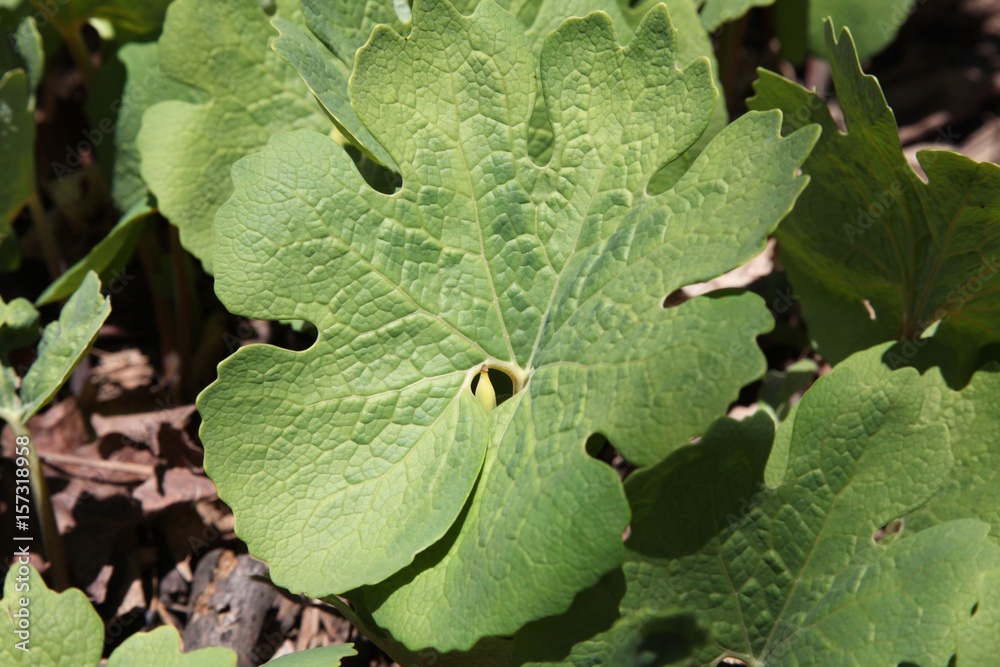 Bloodroot leaf (Sanguinaria canadensis), leaf of the wildflower. The ...