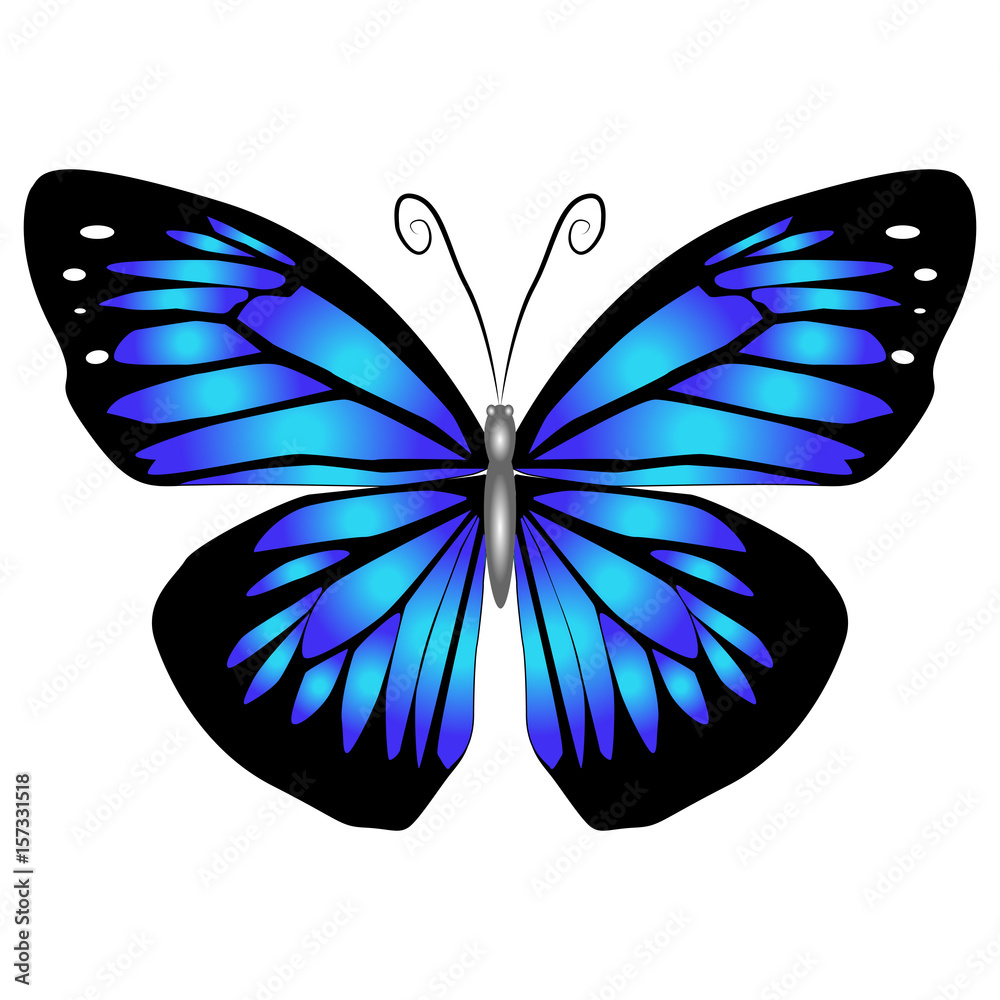Bright beautiful blue butterfly. Vector illustration isolated. Stock ...