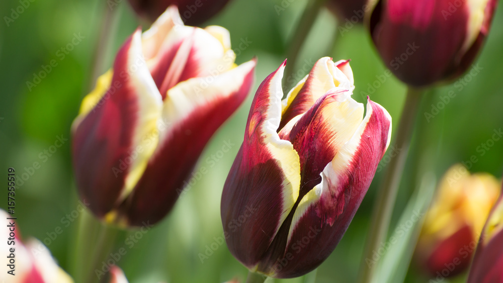 Schön blühende Gavato Tulpen Stock-Foto | Adobe Stock