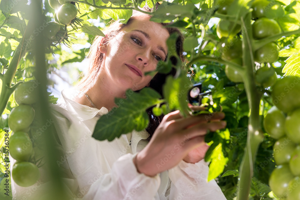 Botanist inspecting tomato plants Stock Photo | Adobe Stock