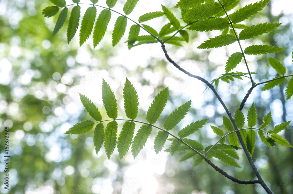 Leaves of mountain ash in a backlight against a background of a green ...