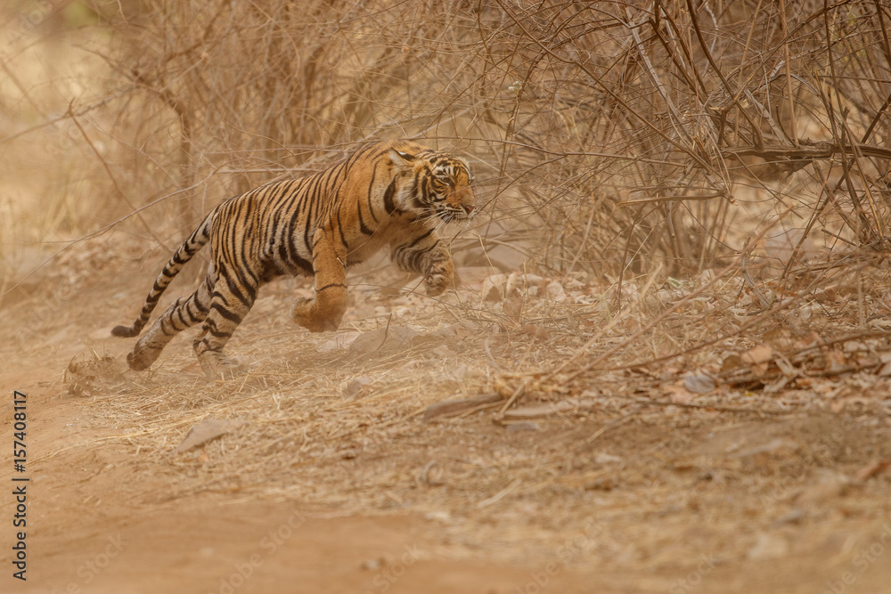 Tiger cub in the nature habitat. Bengal tiger cub running for fresh ...