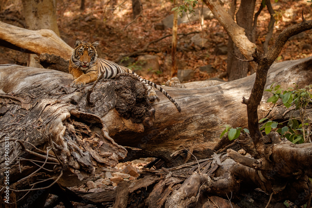 Tiger in the nature habitat. Bengal tiger cub climbing on a big fallen ...
