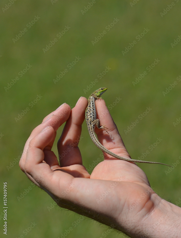 Man holding lizard in hand with blurred background Stock Photo | Adobe ...