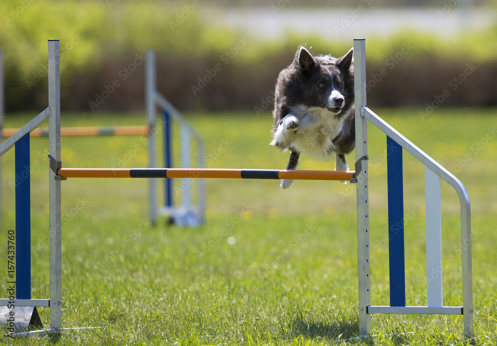 Dog agility sports in the outdoor field. Green grass field on a sunny ...