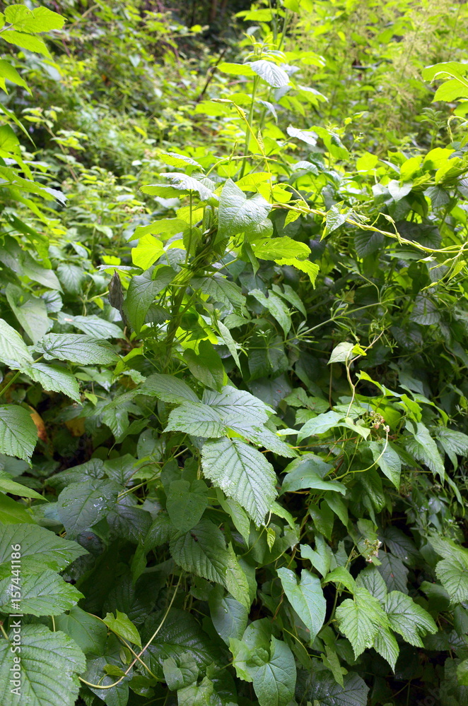 Undergrowth Plants
