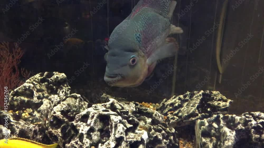 Vidéo Stock Large apprehensive fish swims with other smaller yellow ...