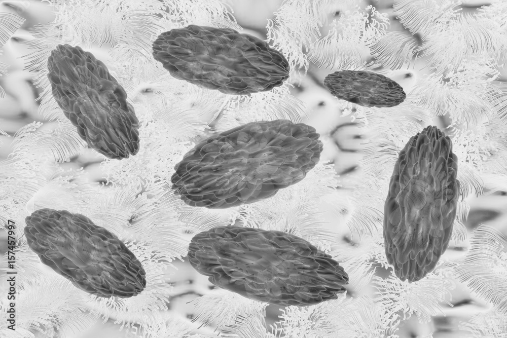 Brucella bacteria is the cause of brucellosis Medical 3D Illustration ...