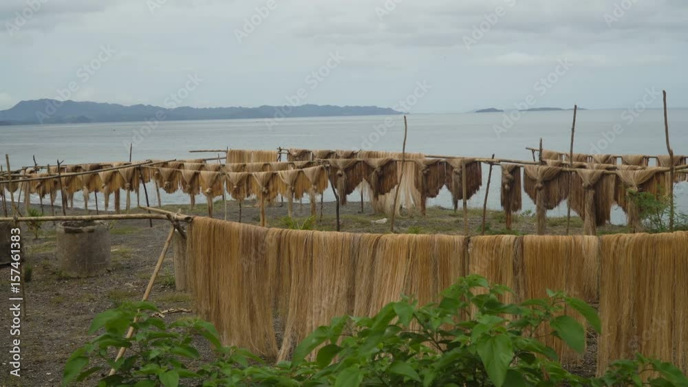 Abaca fiber, known as Manila Hemp, drying in an island village. abaca ...