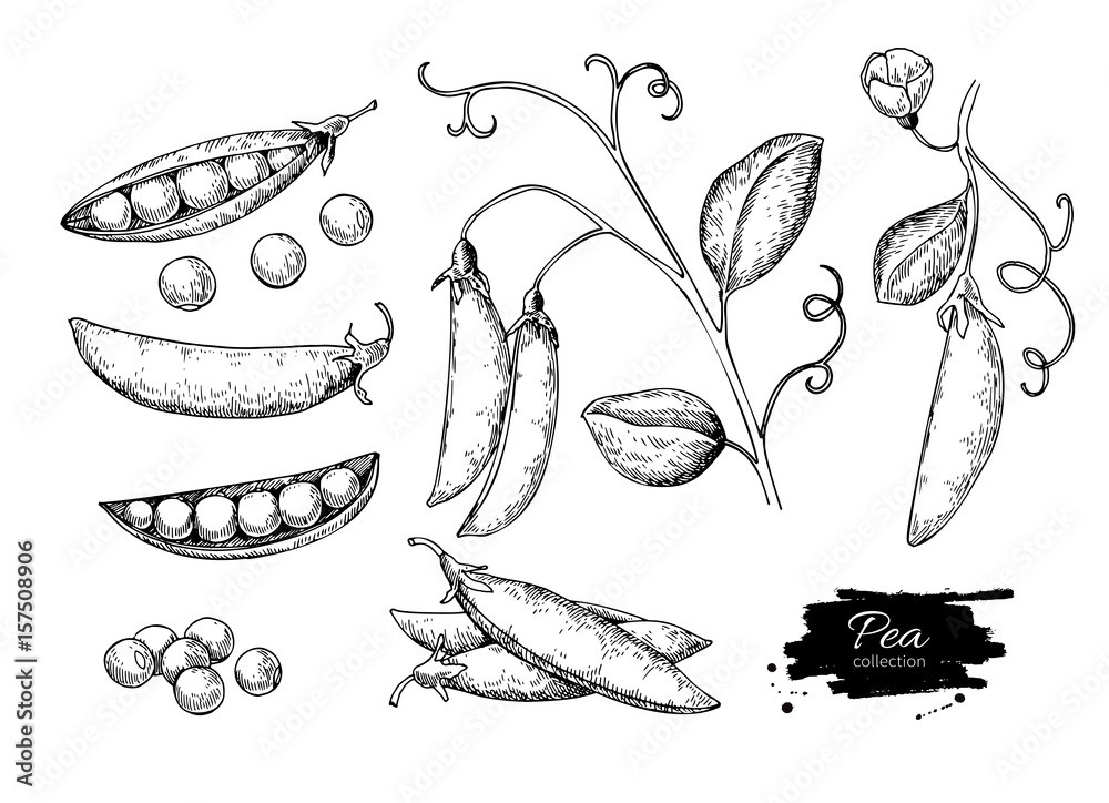 Pea hand drawn vector illustration set. Isolated Vegetable engraved ...