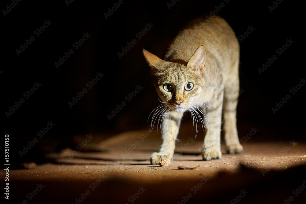 African wildcat, Felis silvestris lybica, isolated against black ...