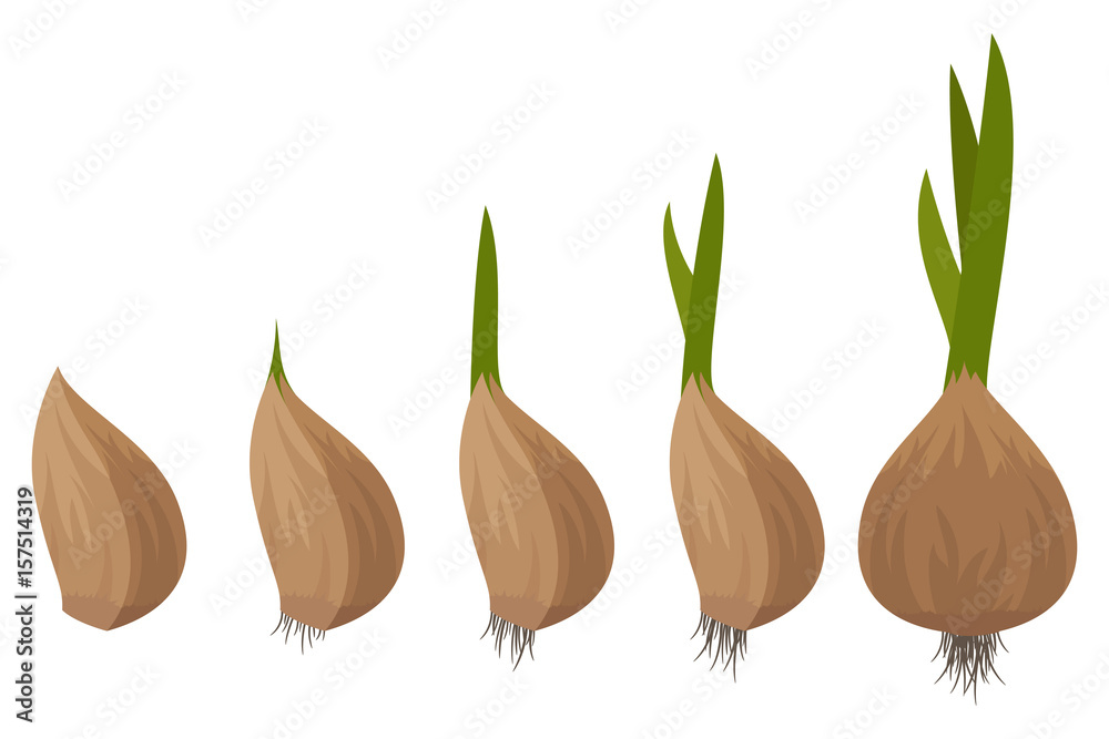 Life cycle of garlic from seed to green sprout. Vector illustration ...